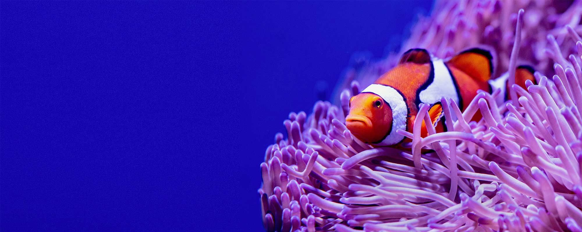 Black Clownfish (Amphiprion ocellaris)