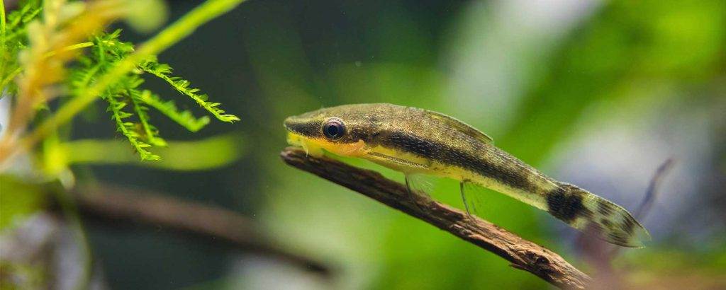 The Walking Catfish (Clarias batrachus) – Fishy Friends