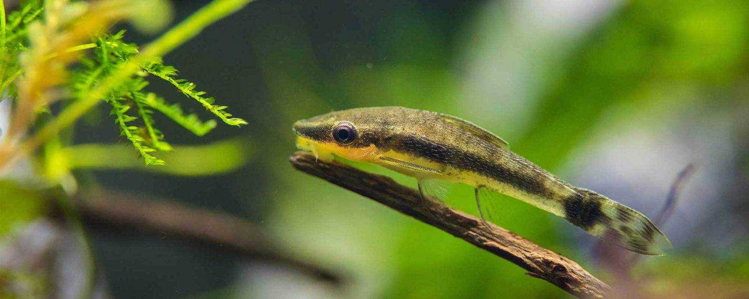 The Walking Catfish (Clarias batrachus)