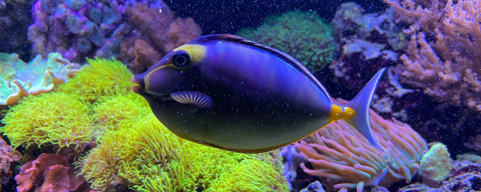 The Enigmatic Pacific Orange-Spine Unicornfish: A Closer Look at Naso