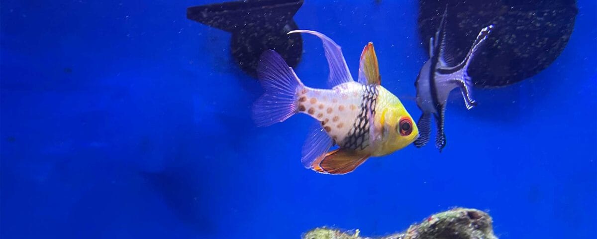Pajama Cardinalfish (Sphaeramia nematoptera)