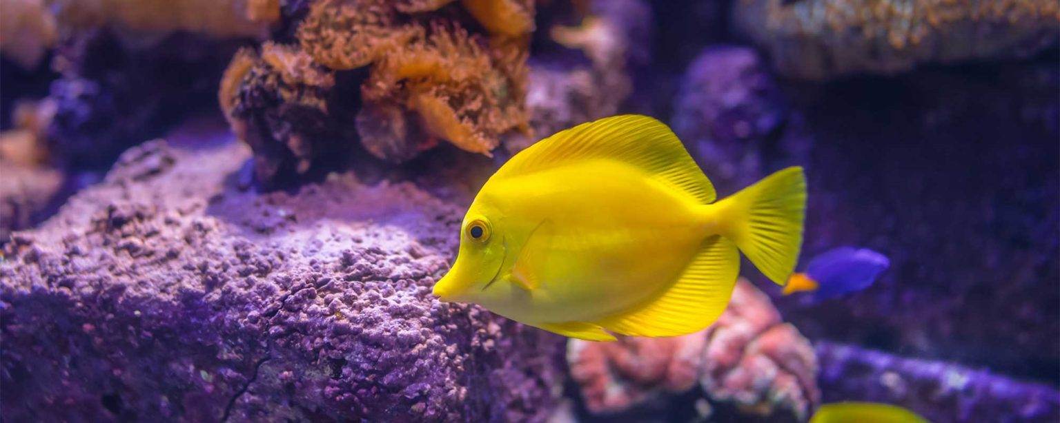 Yellow Tang (Zebrasoma flavescens)