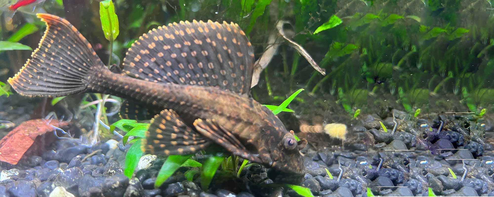 Red Sailfin Plecostomus (Pterygoplichthys gibbiceps)