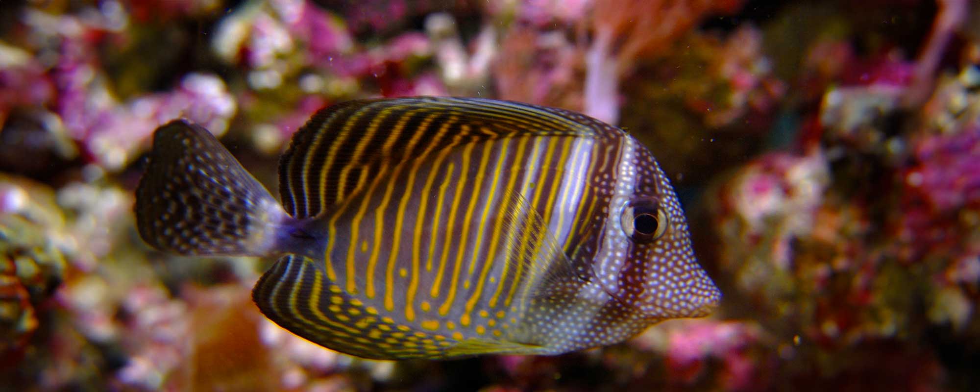 Sailfin Tang (Zebrasoma veliferum)