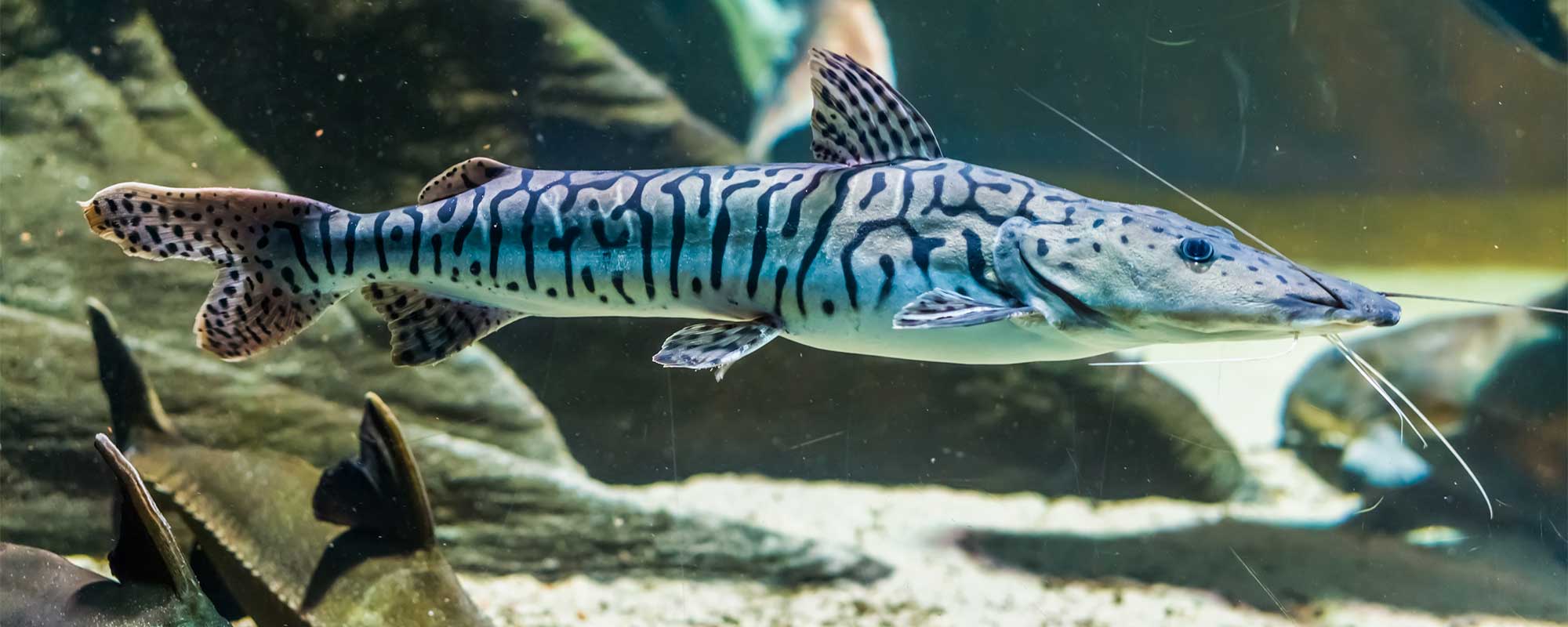 Tiger Sorubim (Pseudoplatystoma tigrinum)