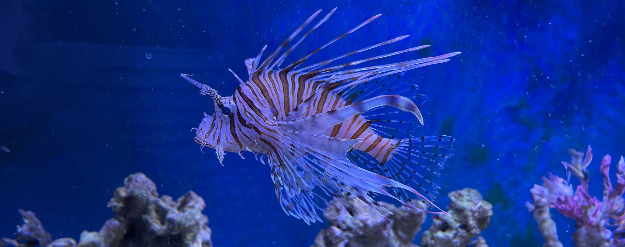 Red Lionfish (Pterois volitans)