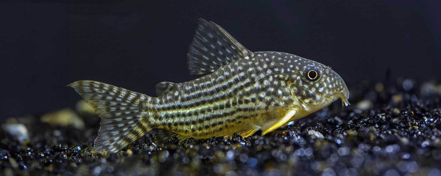 Griseus Corydoras (Corydoras griseus) – Fishy Friends