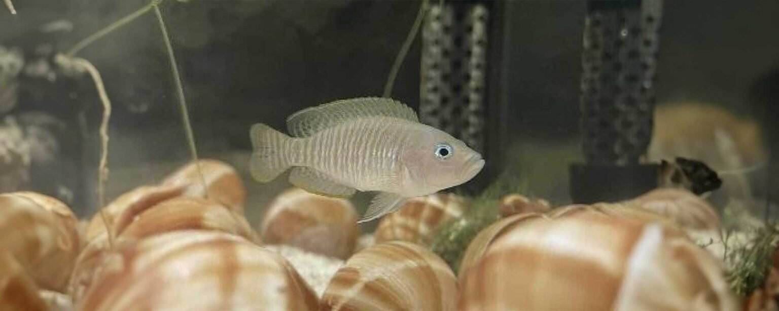 Shell Dweller (Neolamprologus multifasciatus)