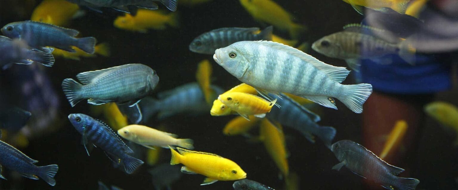 Dwarf Pike Cichlid (Crenicichla compressiceps) – Fishy Friends